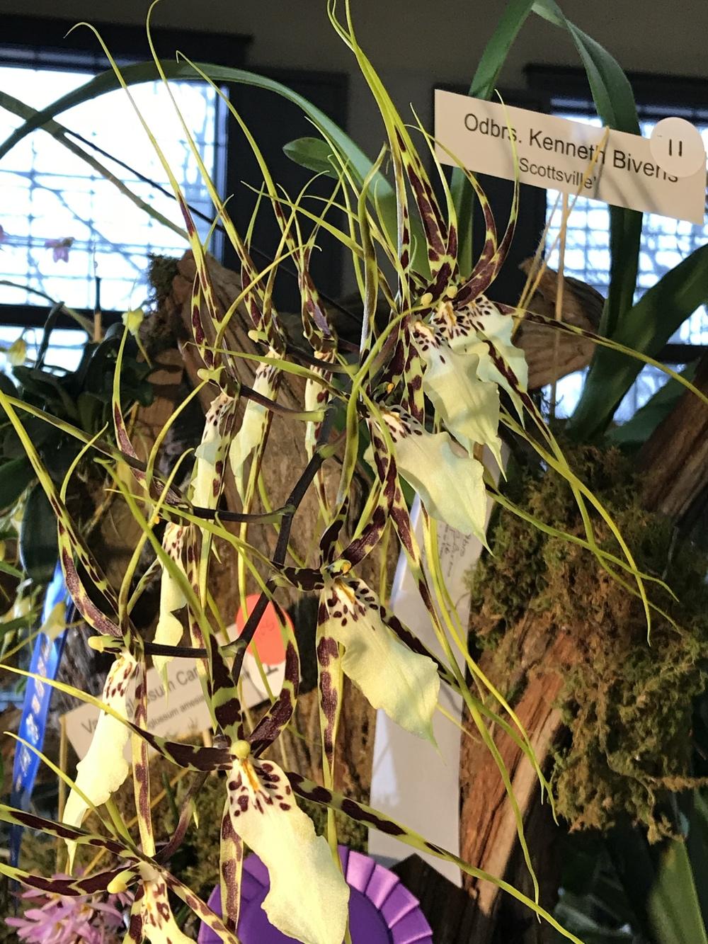 Photo of the bloom of Orchid (Brassidium Kenneth Bivin 'Scottsville ...