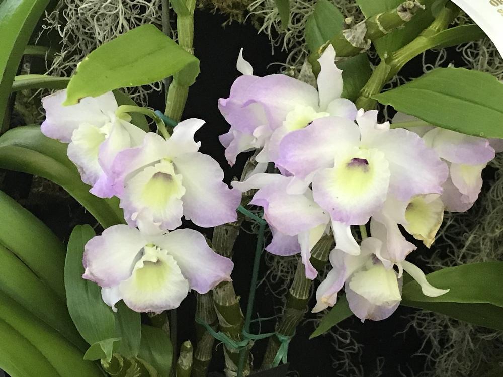 Orchid (Dendrobium Super Model 'Fancy') - Garden.org