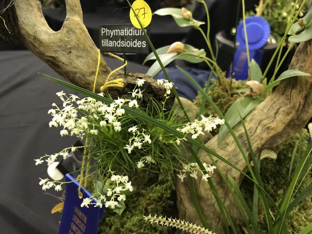 Air Orchid (Phymatidium falcifolium) - Garden.org