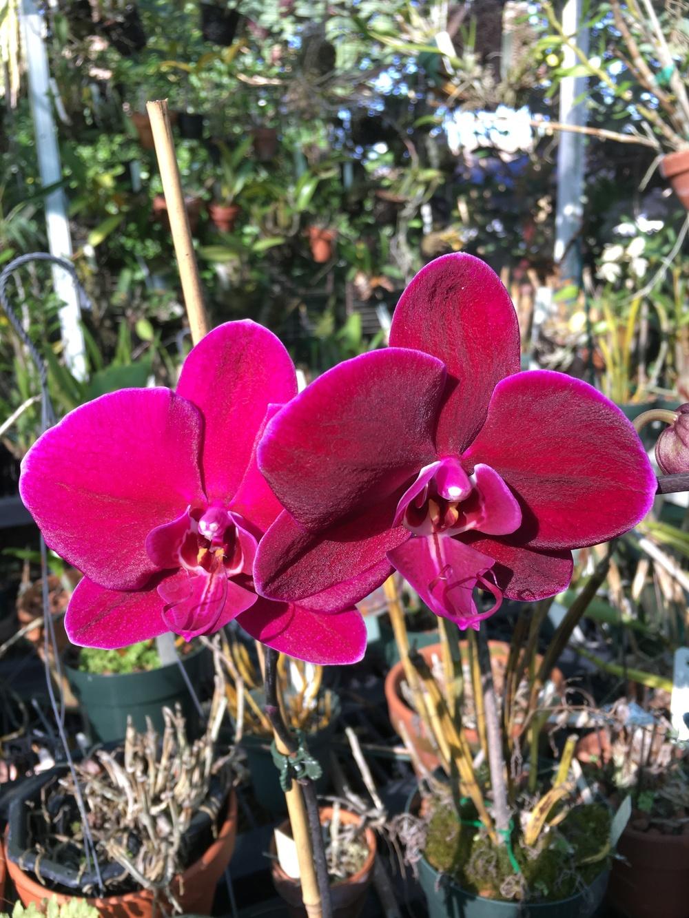 Orchid (Phalaenopsis OX Black Face) - Garden.org