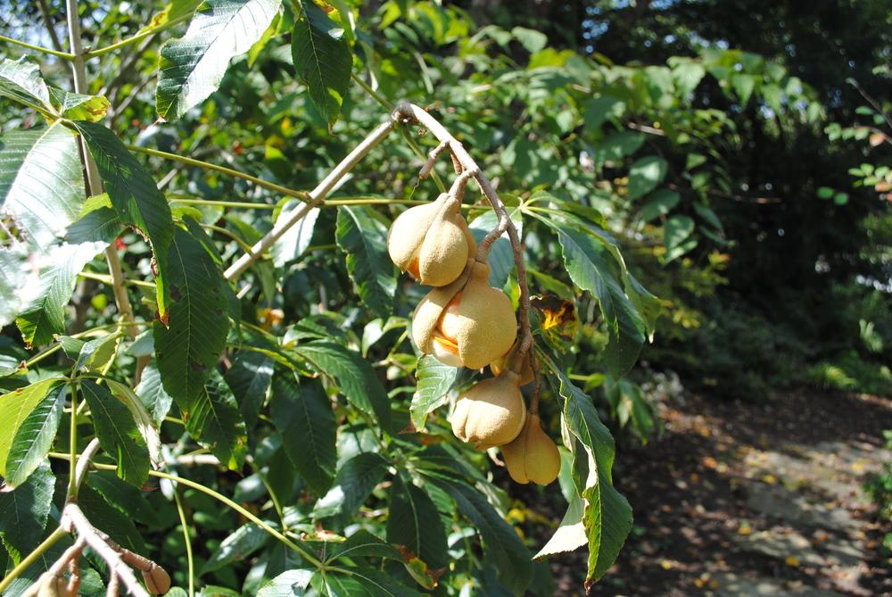 Photo of the fruit of Red Buckeye (Aesculus pavia) posted by ILPARW ...