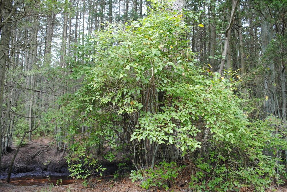 Wild Highbush Blueberry