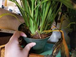 Drooping and cold damaged peace lilies in the Houseplants forum ...