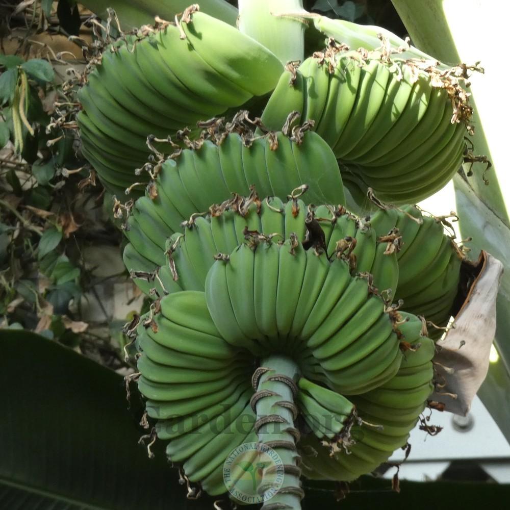Banana (Musa 'Cardaba') in the Bananas Database - Garden.org