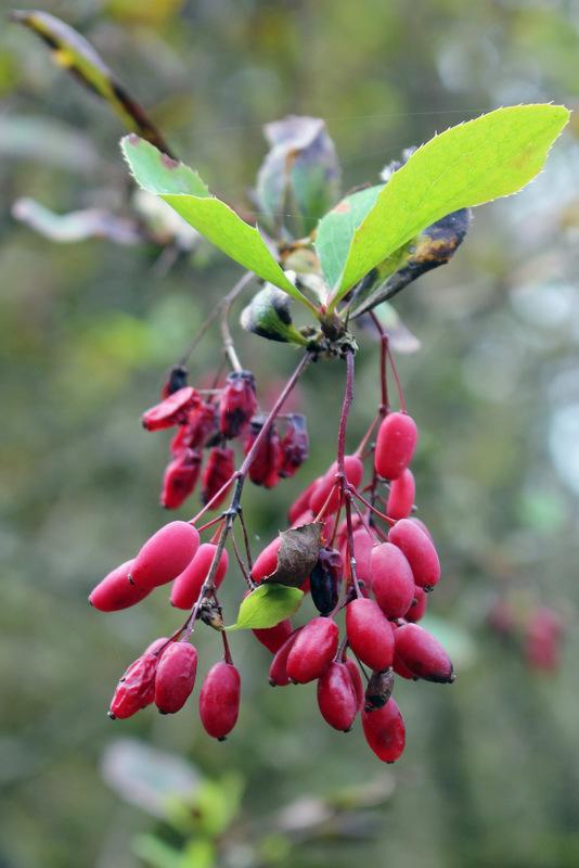 Barberries: Plant Care and Collection of Varieties - Garden.org