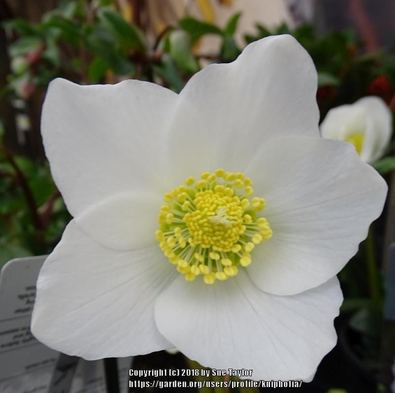Hellebore (Helleborus Gold Collection® Wintergold) in the Hellebores ...