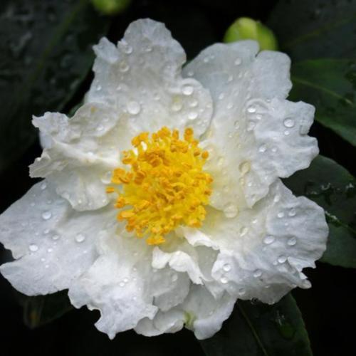 Camellia (Camellia japonica var. rusticana) in the Camellias Database ...