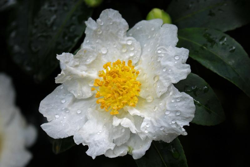 Camellia (Camellia japonica var. rusticana) in the Camellias Database ...
