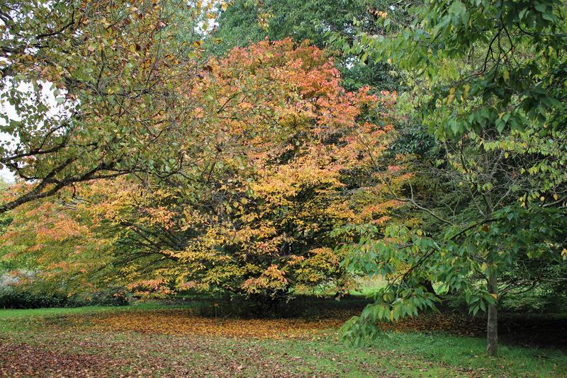 Photo of the fall color of American Hornbeam (Carpinus caroliniana ...