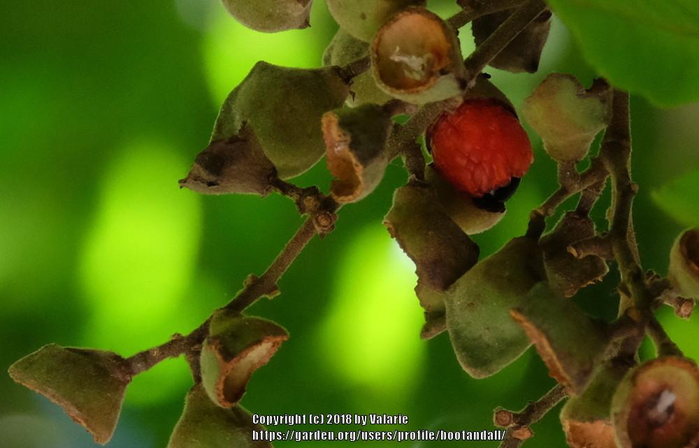 Titoki (Alectryon excelsus) - Garden.org