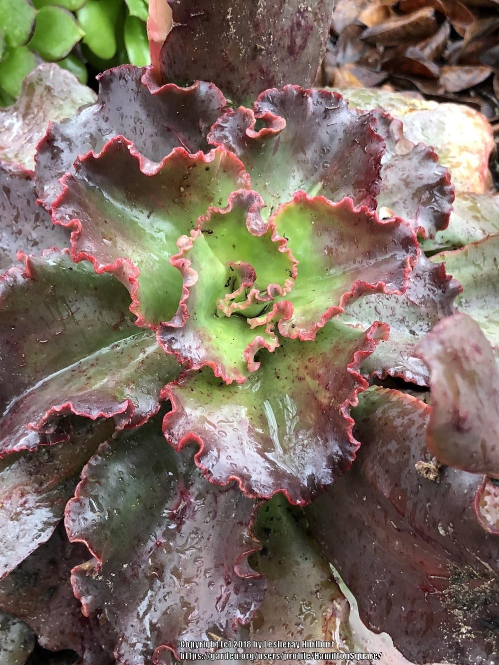 Echeveria Coral Reef® Chocolate in the Echeverias Database - Garden.org
