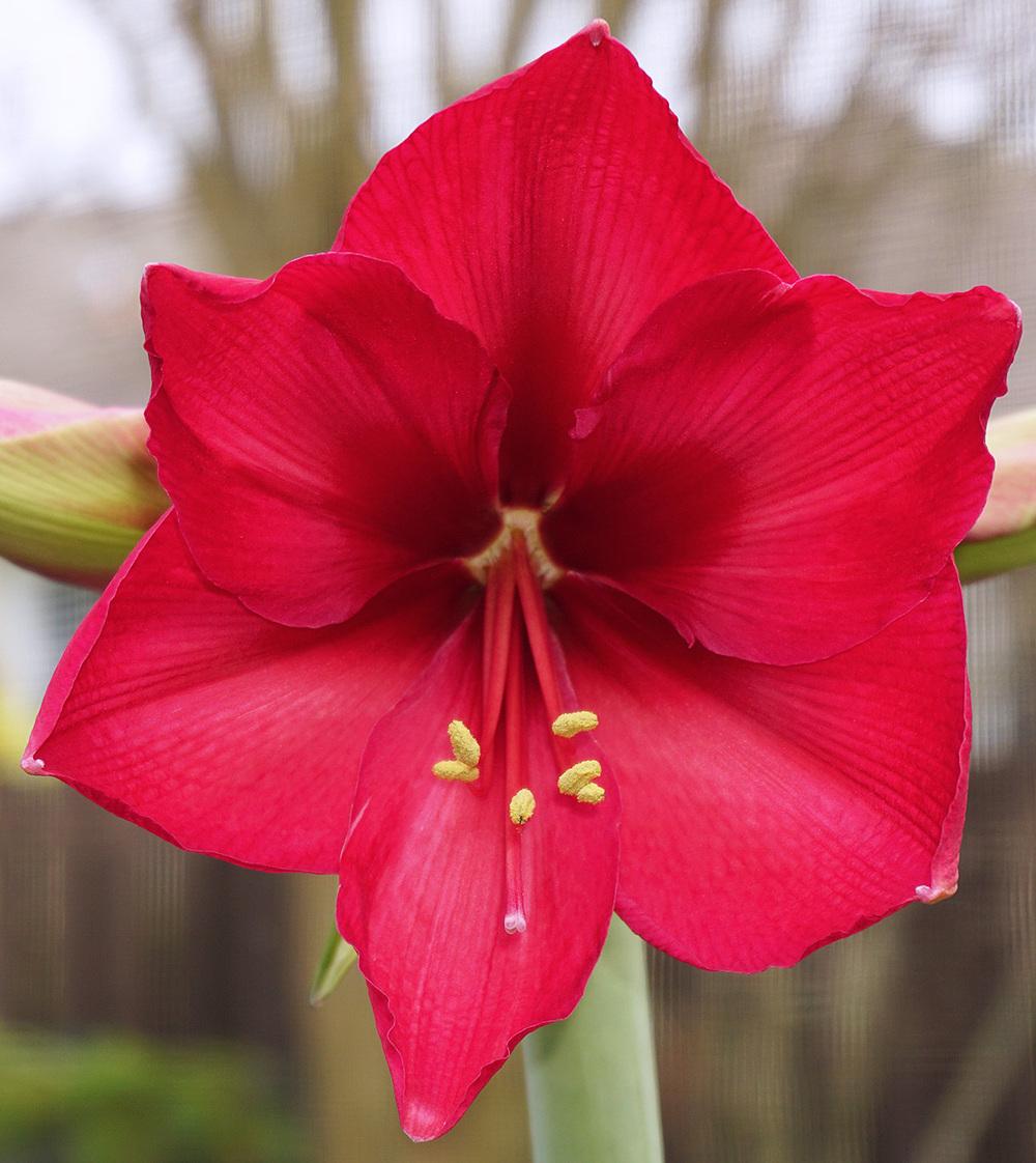 Amaryllis (Hippeastrum 'Pleasure') in the Amaryllis Database - Garden.org