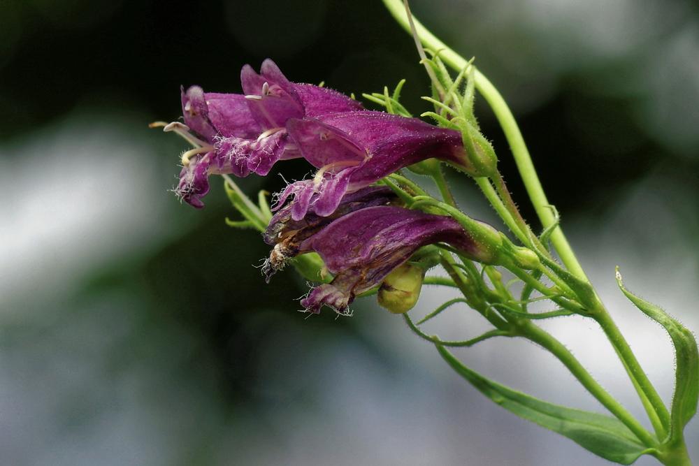 Penstemons: Plant Care and Collection of Varieties - Garden.org