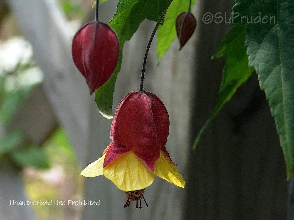 Abutilons: Plant Care and Collection of Varieties - Garden.org