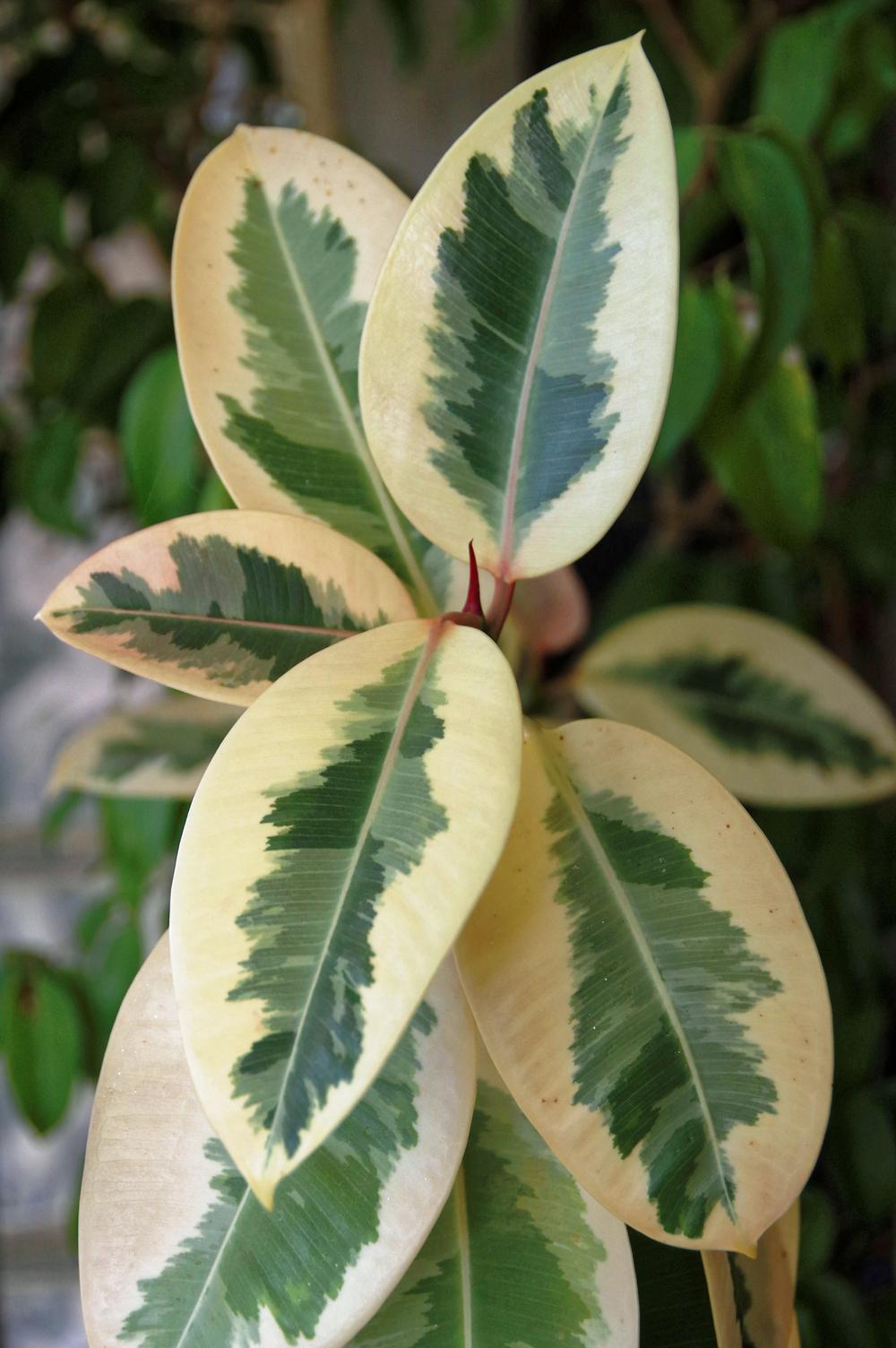Rubber Tree (Ficus elastica 'Tricolor') - Garden.org