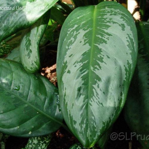 Chinese Evergreen (Aglaonema 'Silver King') in the Aglaonemas Database ...