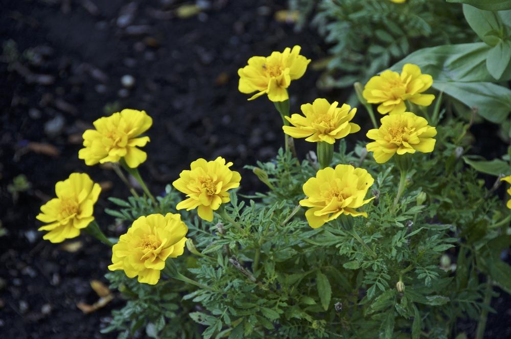 French Marigold (Tagetes erecta 'Lemon Drop') - Garden.org