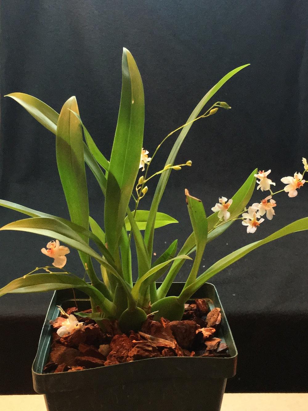Orchid (Oncidium Twinkle 'Fragrant Fantasy') - Garden.org