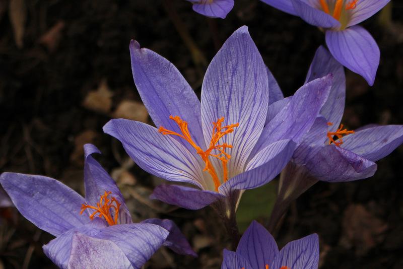 Crocus: Plant Care and Collection of Varieties - Garden.org