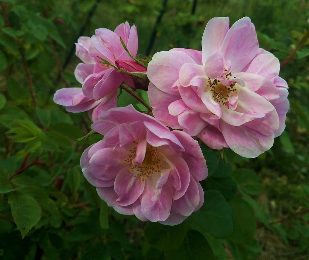 Rosa Californica