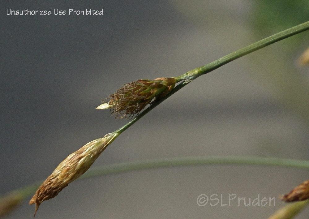 Sedges: Plant Care and Collection of Varieties - Garden.org