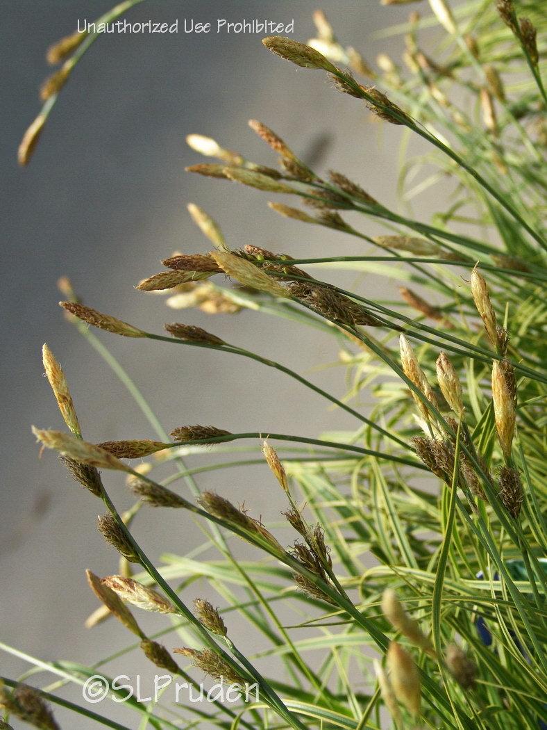 Sedges: Plant Care and Collection of Varieties - Garden.org