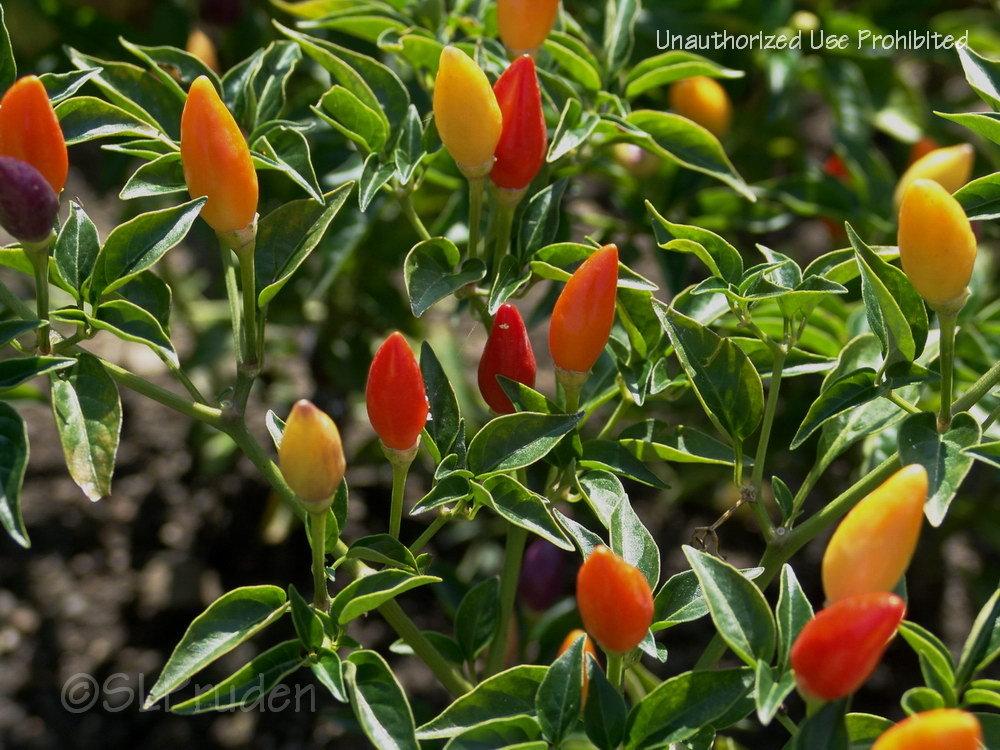 Ornamental Pepper (Capsicum annuum 'NuMex Twilight') in the Peppers ...
