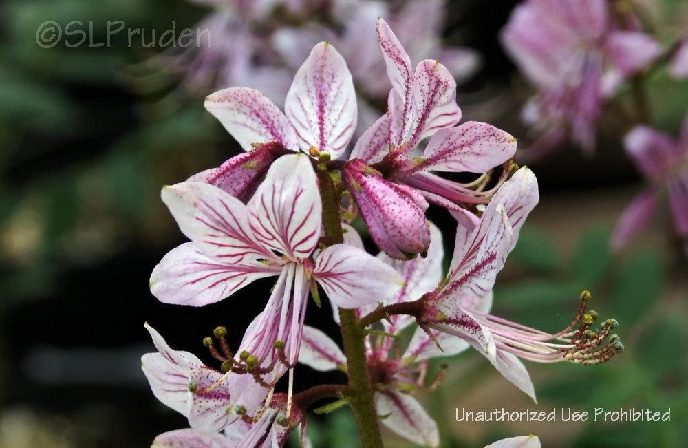 Gas Plant (Dictamnus albus 'Purpureus') - Garden.org