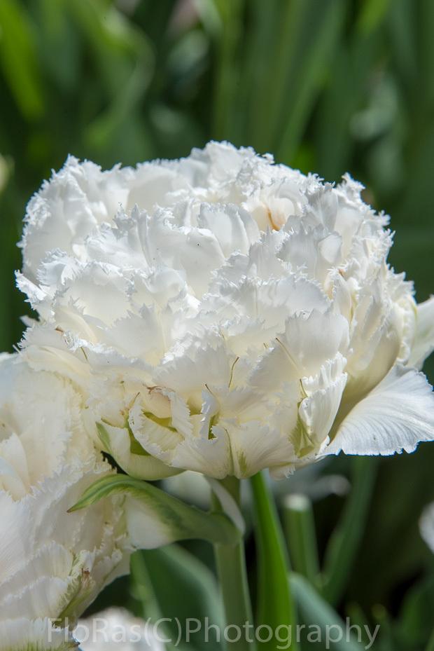 Tulip (Tulipa 'Snow Crystal') in the Tulips Database - Garden.org