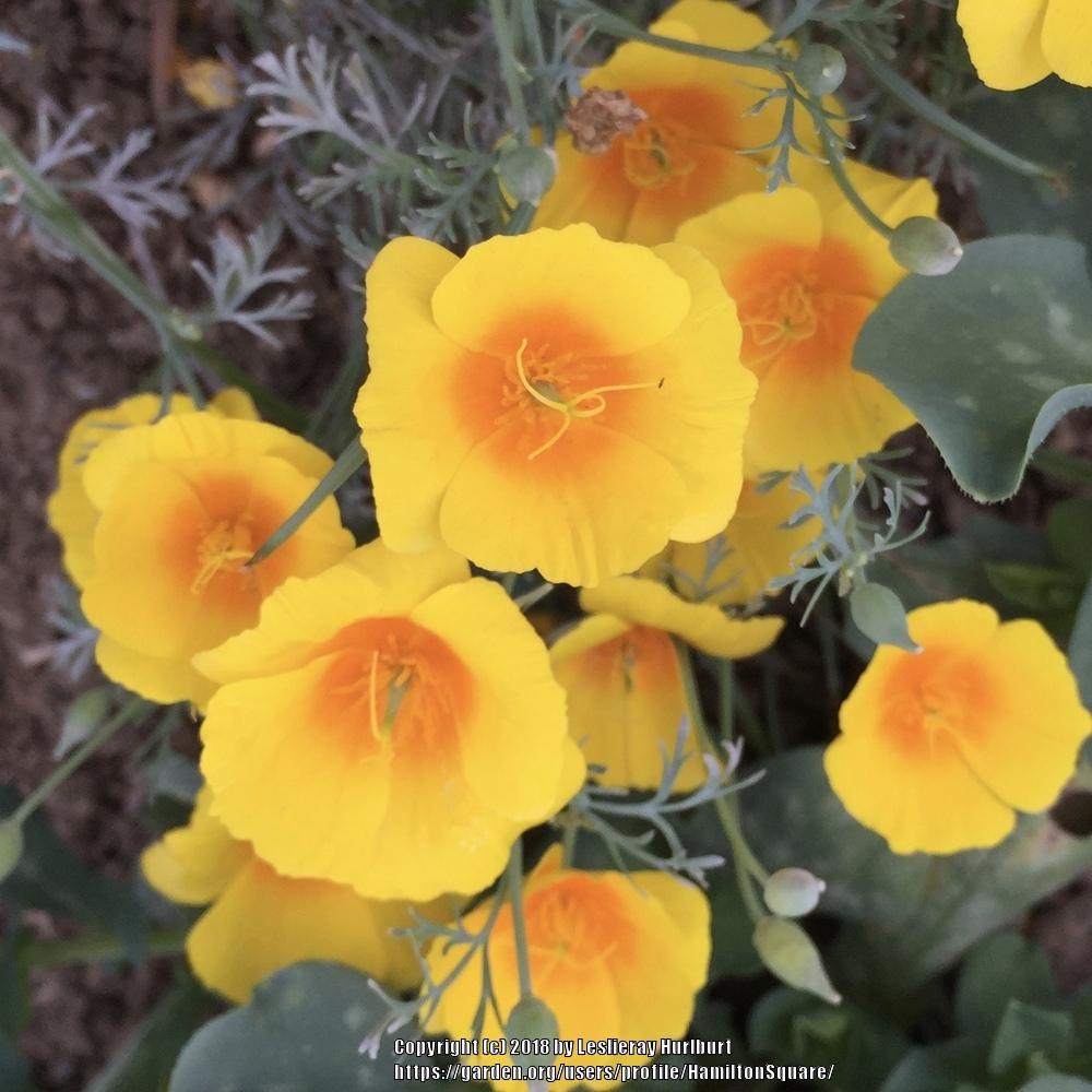 Coastal California Poppy (Eschscholzia californica subsp. californica ...
