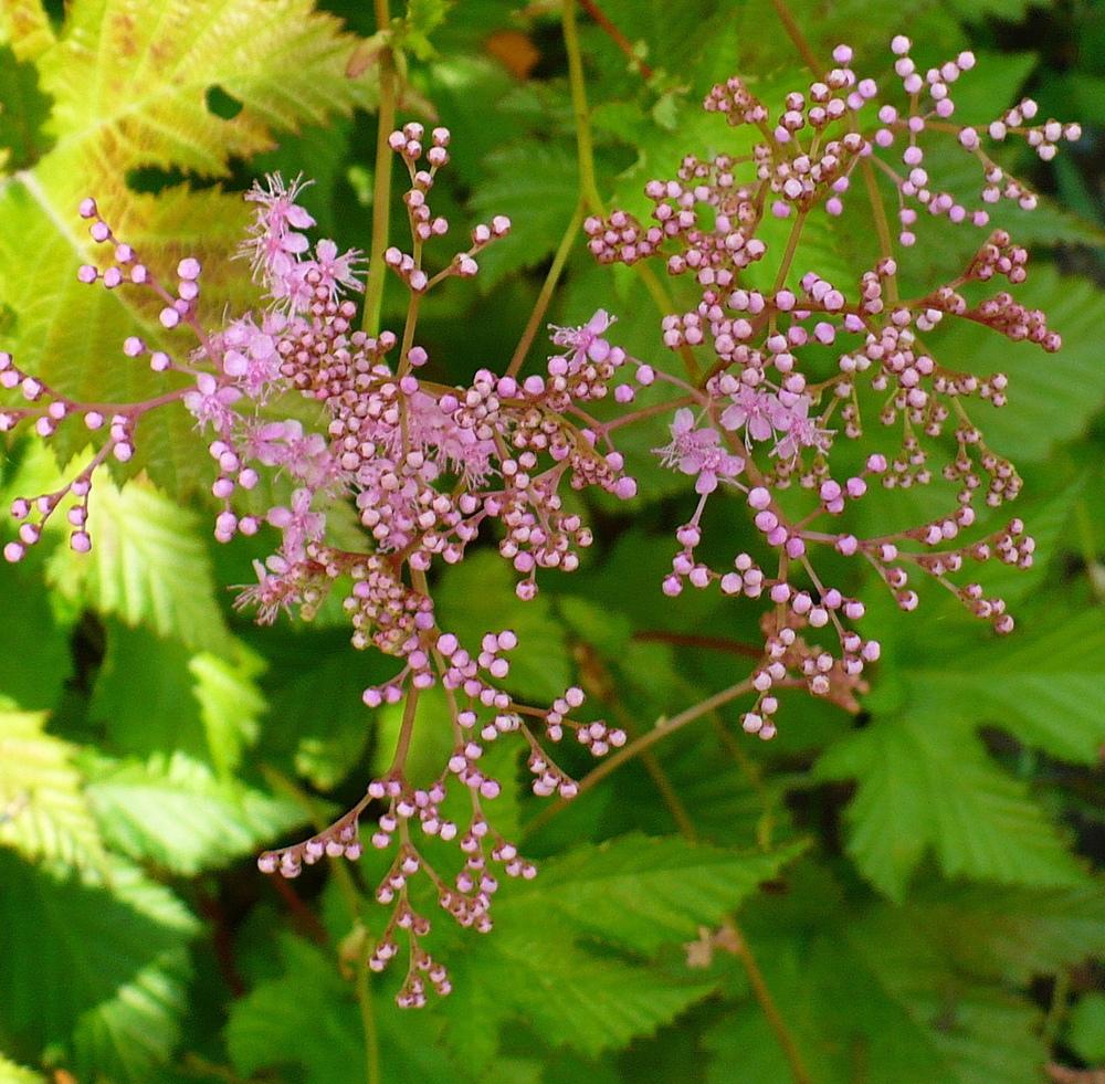 Photo of the closeup of buds, sepals and receptacles of Meadowsweet ...
