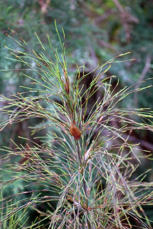 Horsetail Restio (Elegia capensis) - Garden.org