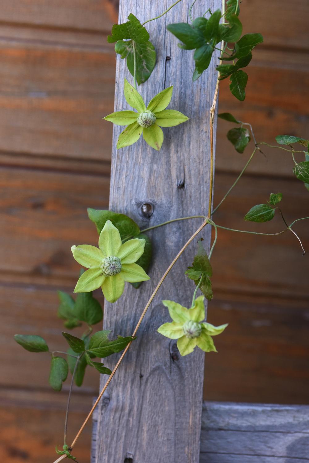 Clematis (Clematis florida 'Alba Plena') in the Clematis Database ...