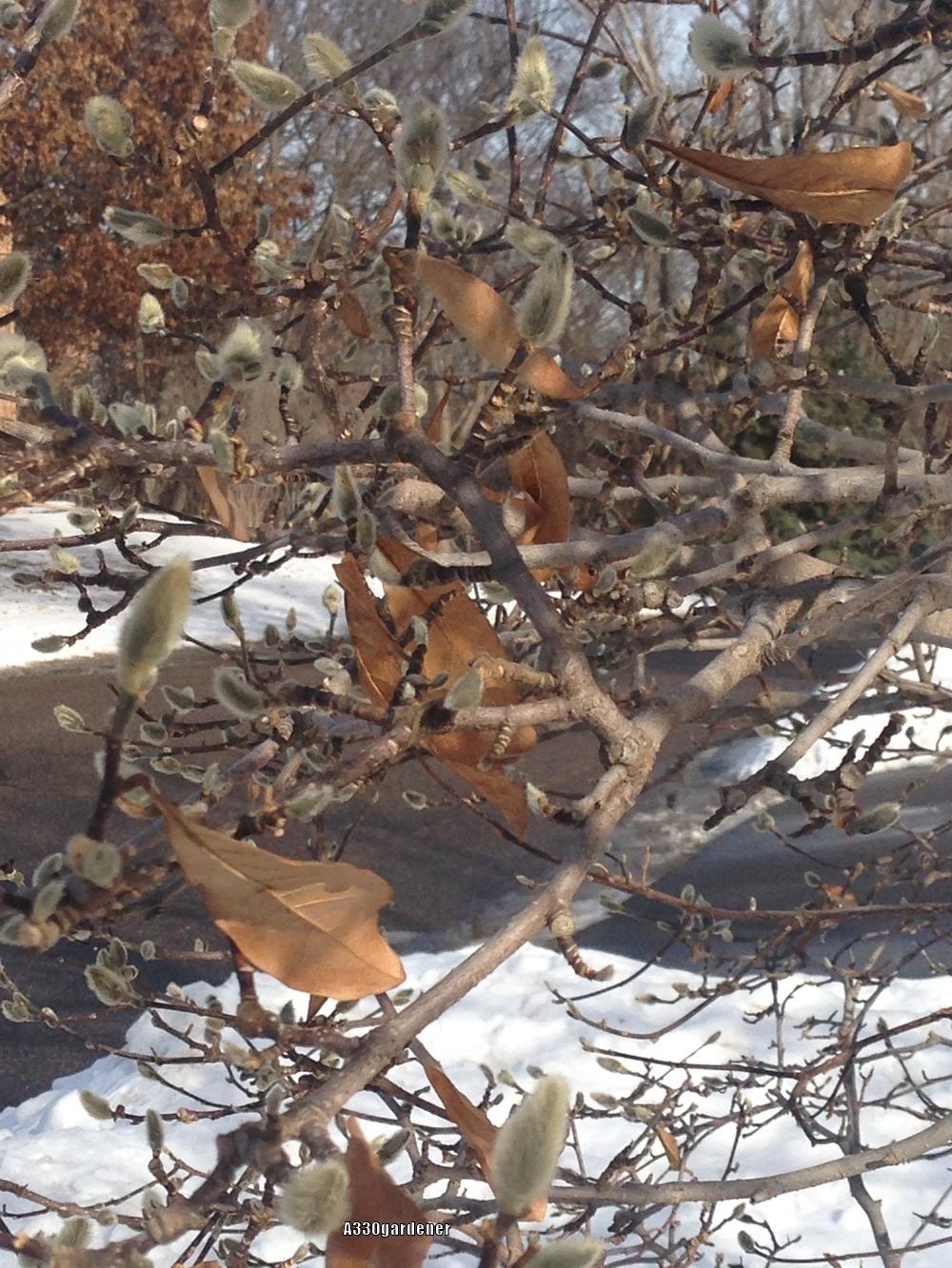 Photo of the winter interest of Dwarf Star Magnolia (Magnolia stellata ...