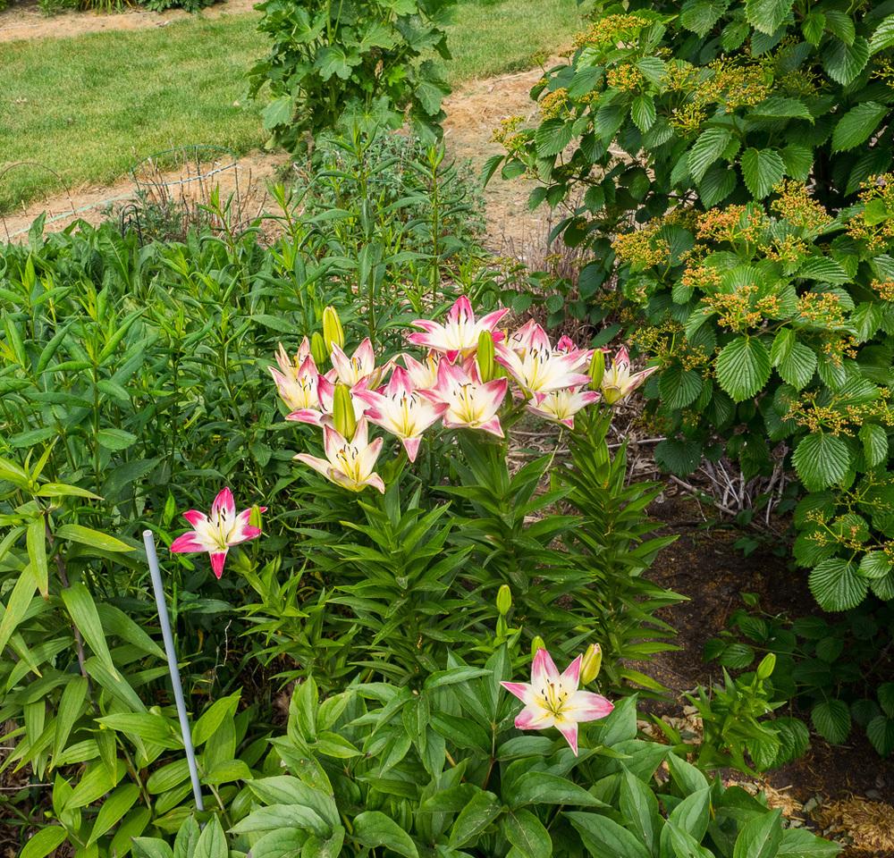 Photo of the entire plant of Lily (Lilium 'Lollypop') posted by ...