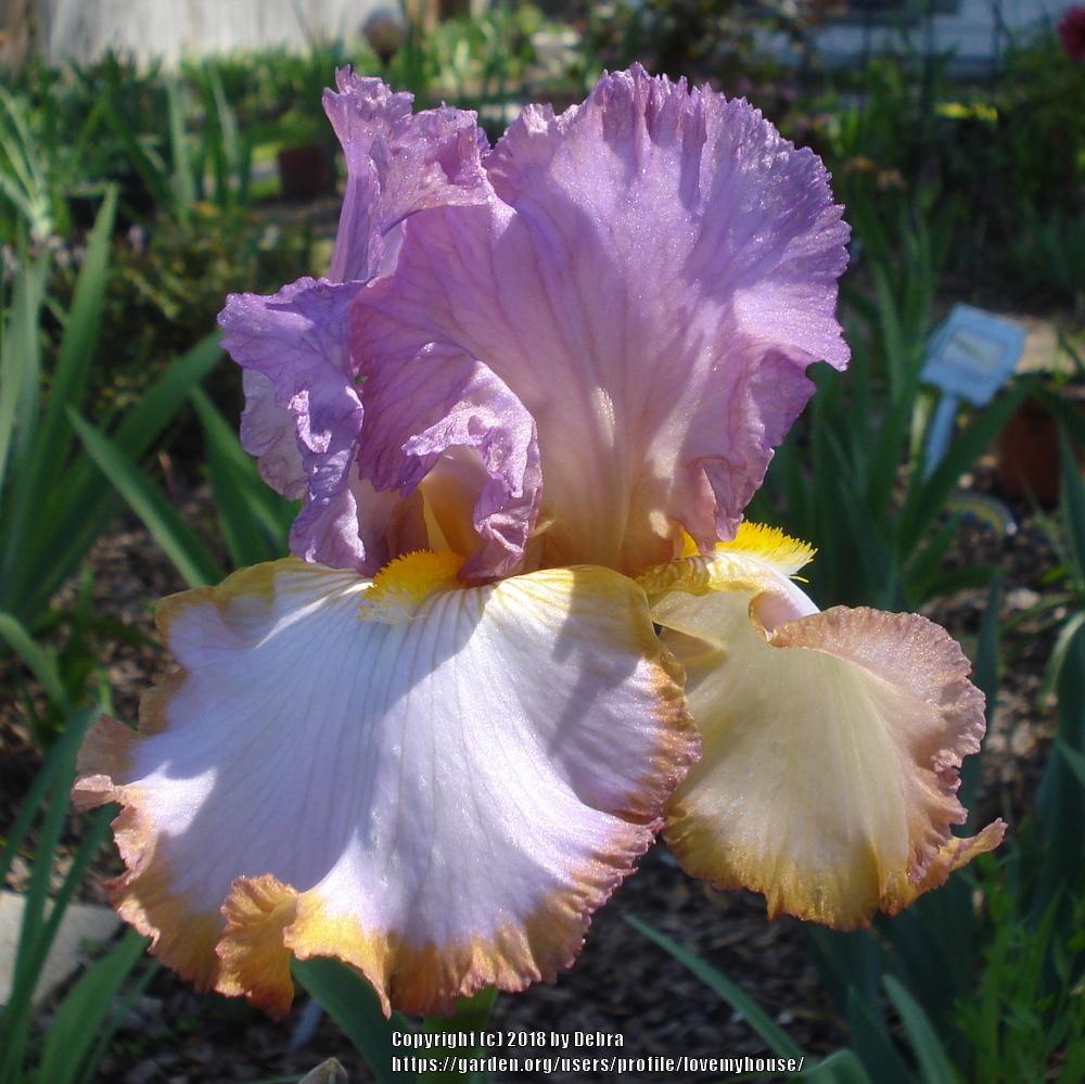 Tall Bearded Iris (Iris 'Chantilly Lace') in the Irises Database ...