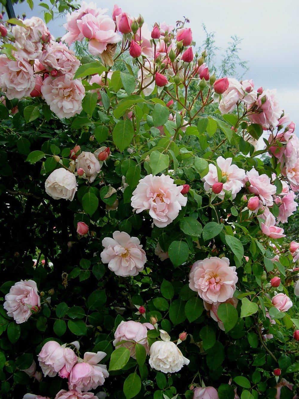 Rambling Rose (Rosa 'Albertine') in the Roses Database - Garden.org