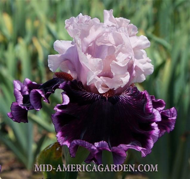 Photo of the bloom of Tall Bearded Iris (Iris 'Countess') posted by ...
