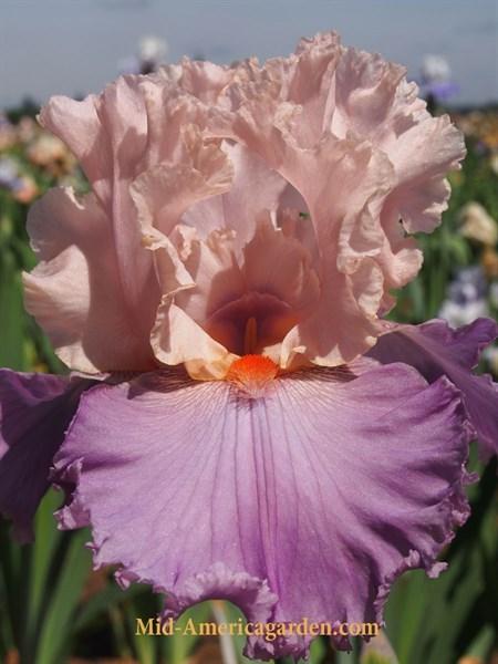 Tall Bearded Iris (Iris 'Absolute Crush') in the Irises Database ...