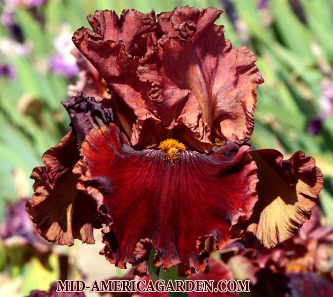 Photo of the bloom of Tall Bearded Iris (Iris 'Call to Danger') posted ...