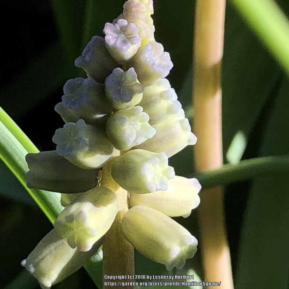 Yellow Grape Hyacinth (Muscari macrocarpum 'Golden Fragrance') in the ...