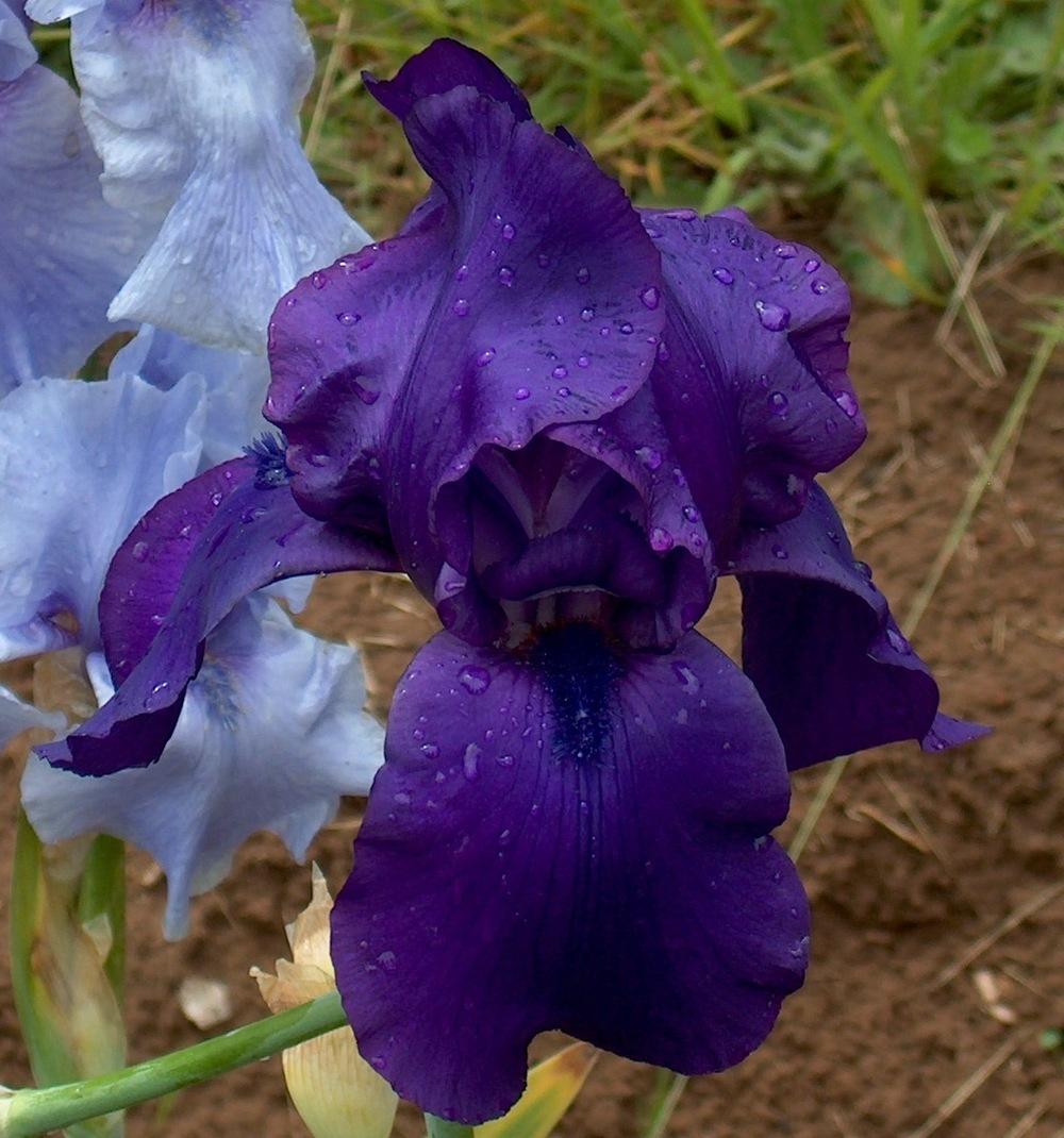 Tall Bearded Iris (Iris 'Dark Triumph') in the Irises Database - Garden.org