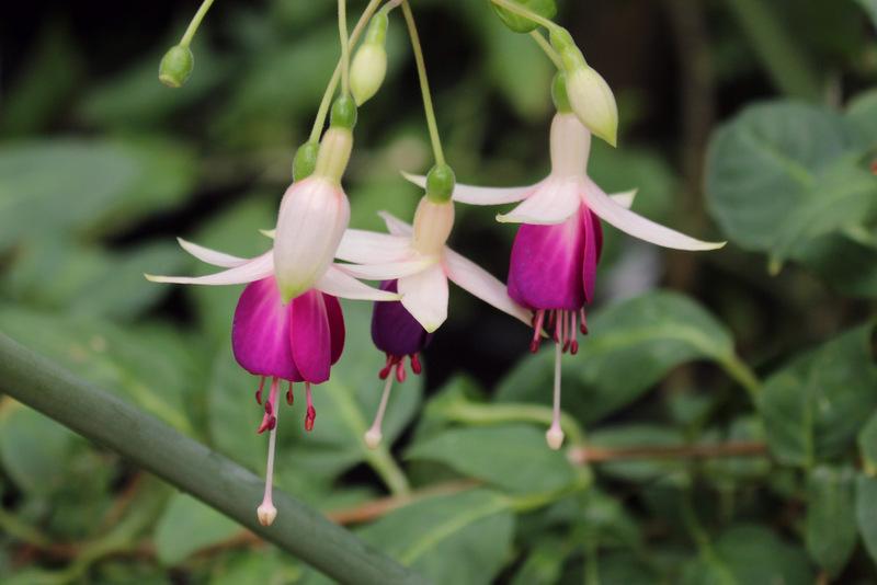 Fuchsia 'Rose of Castile' in the Fuchsias Database - Garden.org