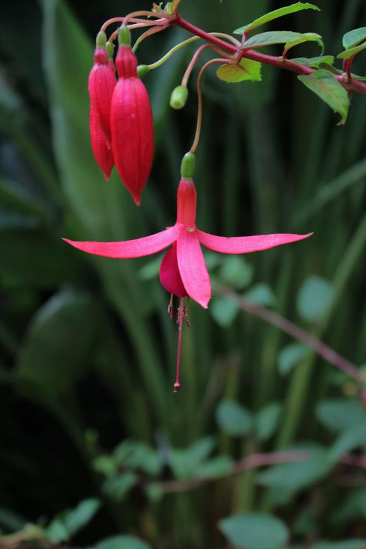 Fuchsias: Plant Care and Collection of Varieties - Garden.org