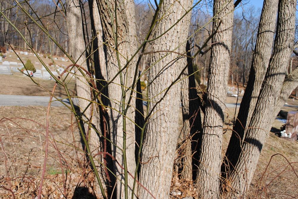 Photo of the stem, scape, stalk or bark of Sassafras (Sassafras albidum ...