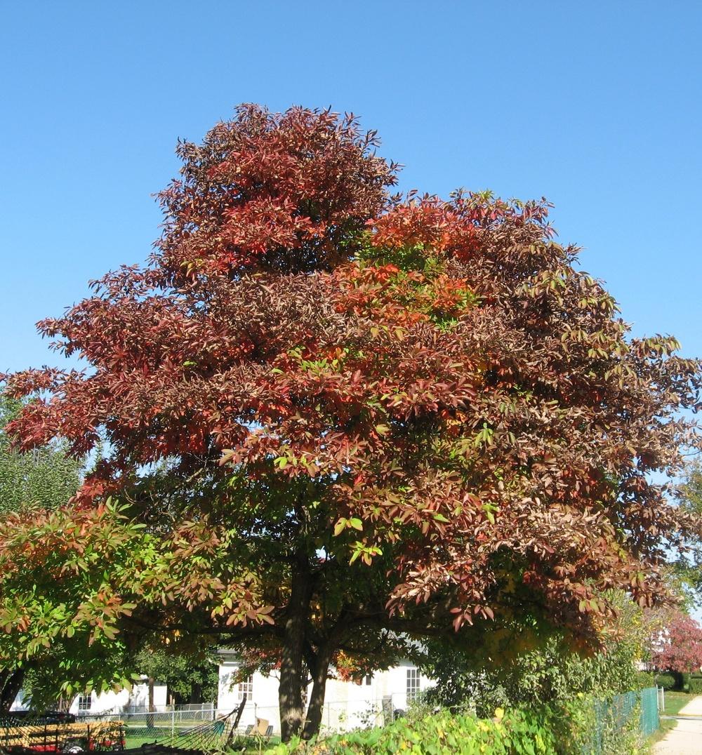 Photo of the fall color of Sassafras (Sassafras albidum) posted by ...