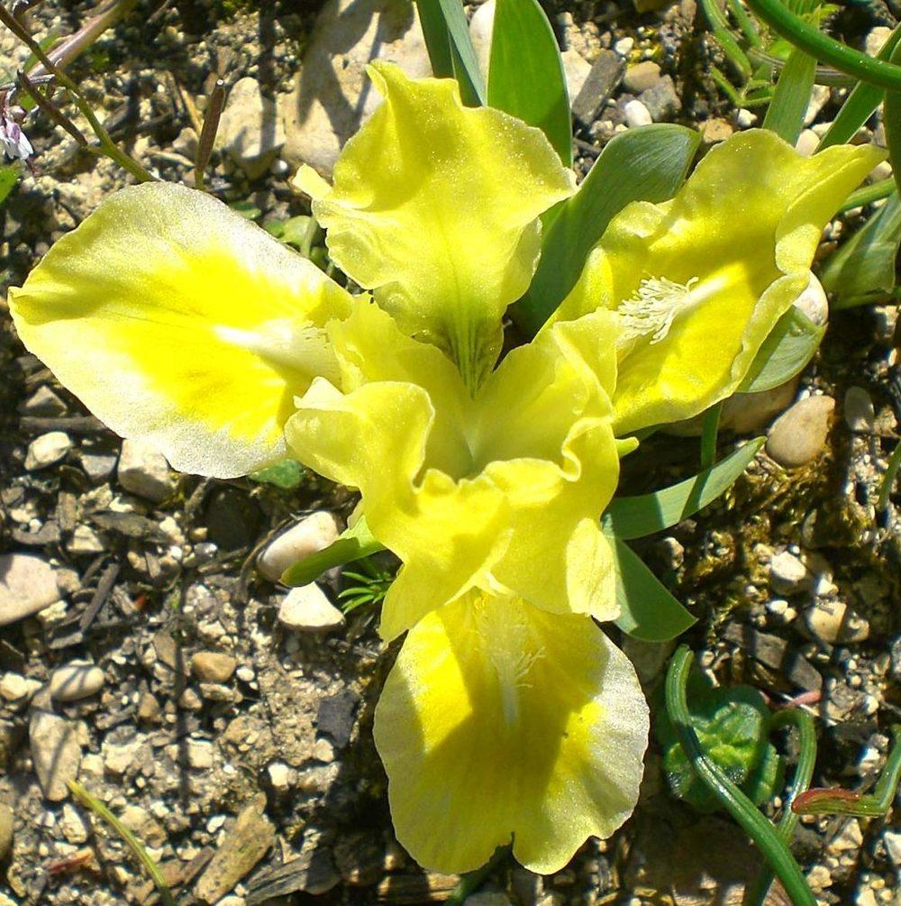 Miniature Dwarf Bearded Iris (Iris 'Little Sunbeam') in the Irises ...