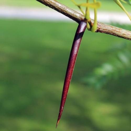 Water locust (Gleditsia aquatica) - Garden.org