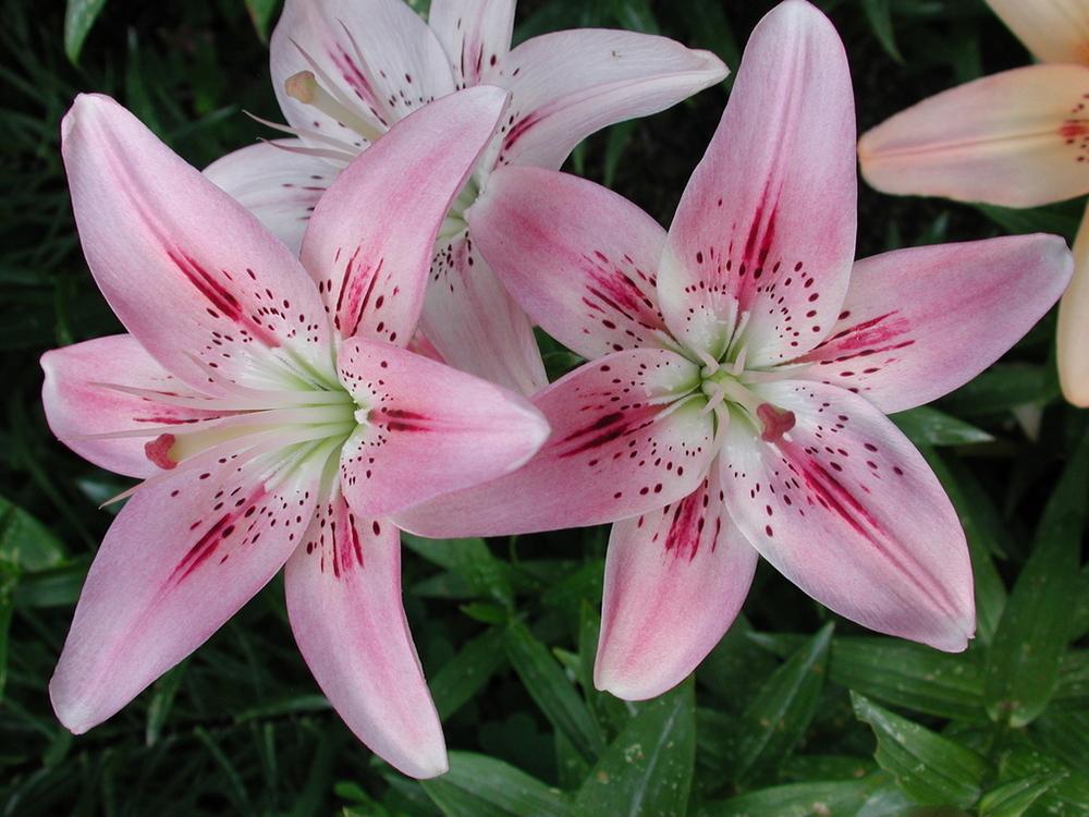 Way back........early lily seedling photos in the Lilies forum - Garden.org