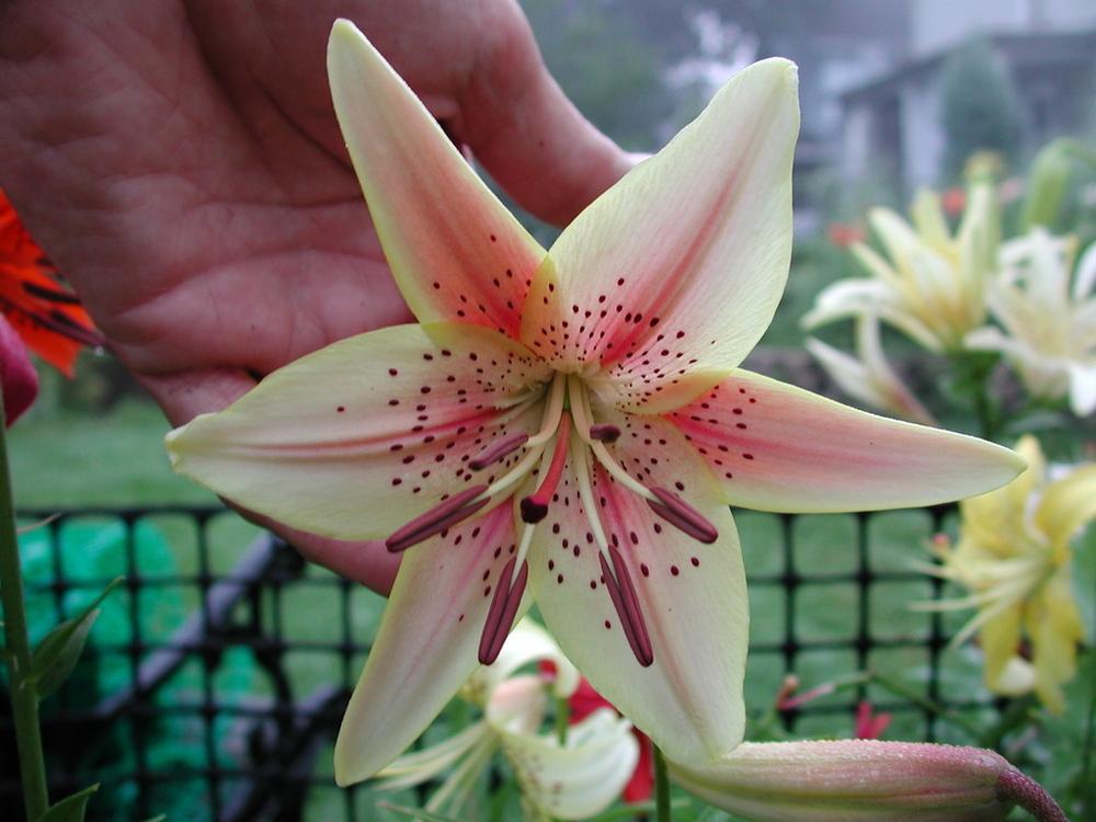 Way back........early lily seedling photos in the Lilies forum - Garden.org